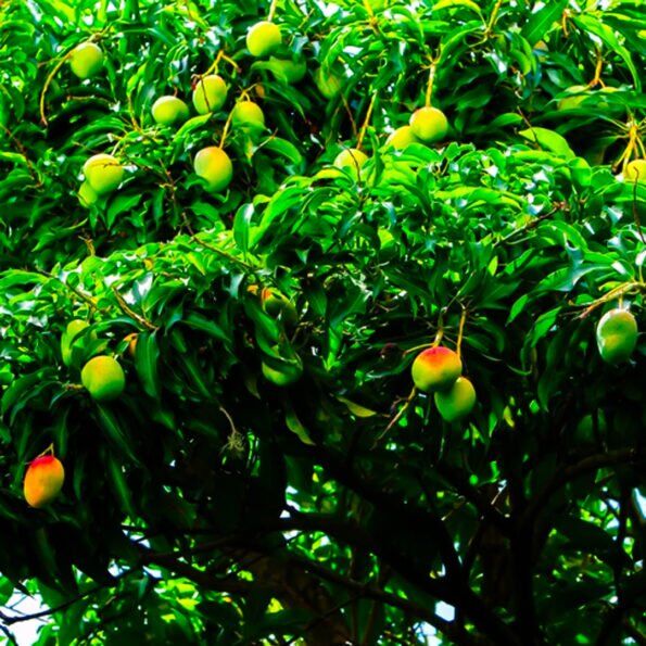 Order Devgad Mangoes Online | Prince Alphonso 1 Dozen Pack