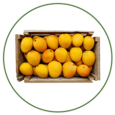 Buy Alphonso Mango Online | Ratnagiri Alphonso Mangoes